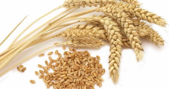 Як варити пшеничну кашу — корисну і смачну Корисні поради Вказівка