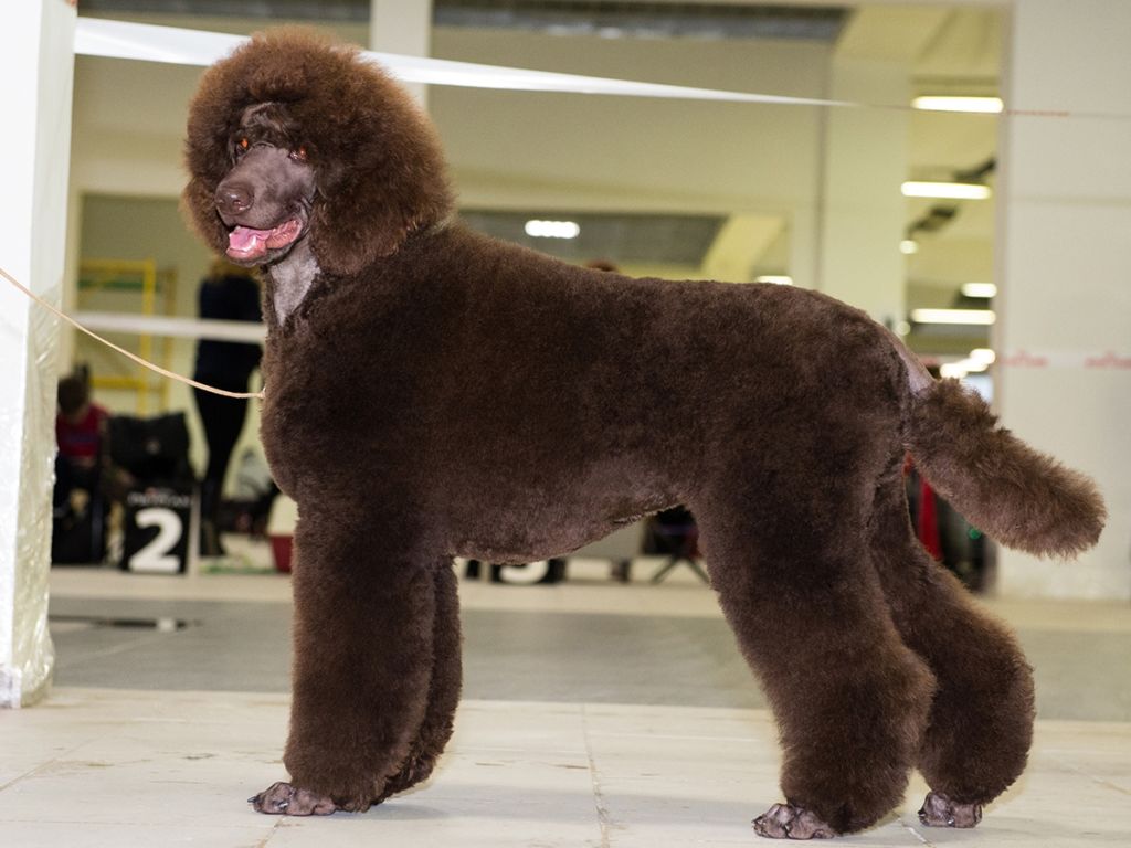 Королівський пудель: опис породи, догляд за великою собакою - Корисні ...