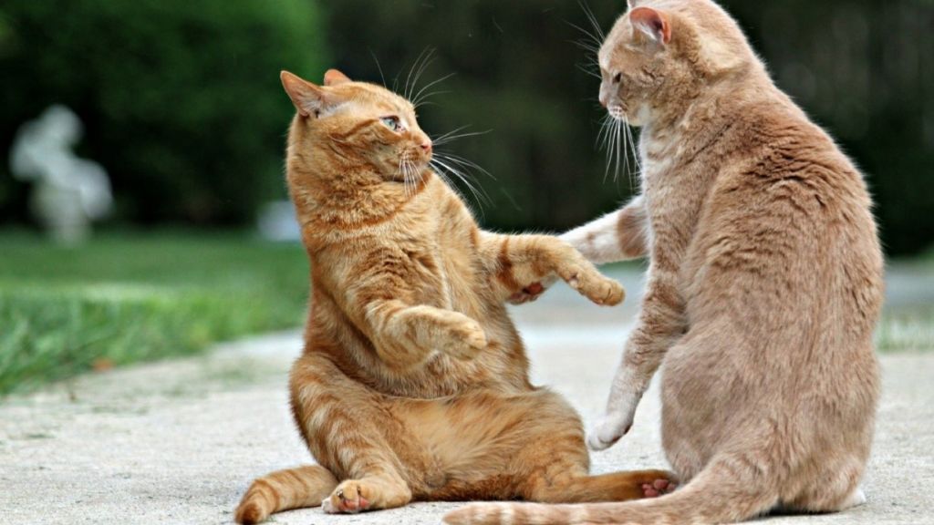 Кіт або кішка кашляє і чхає: чому, ніж лікувати в домашніх умовах, що ...