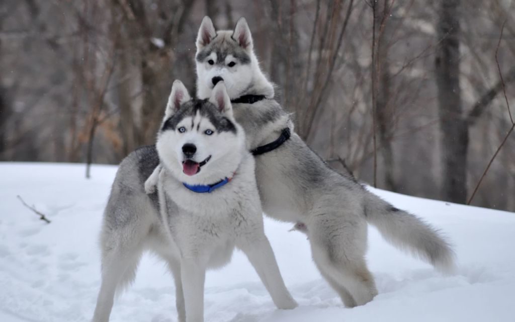 Сахалінський хаскі: опис породи собак, утримання та догляд - Корисні ...