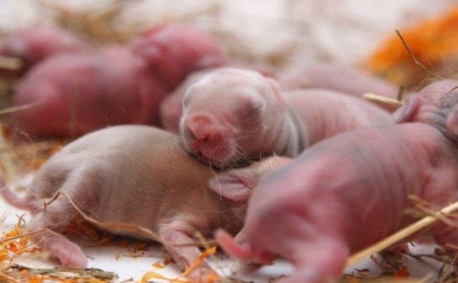 Новонароджені кролики: коли відкривають очі, виходять із гнізда ...